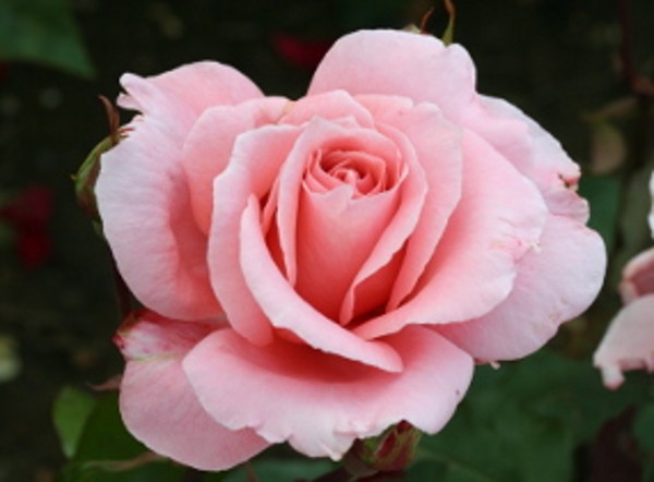 DANCING QUEEN (climber) | Garden Roses | Pococks Roses | The Cornish ...