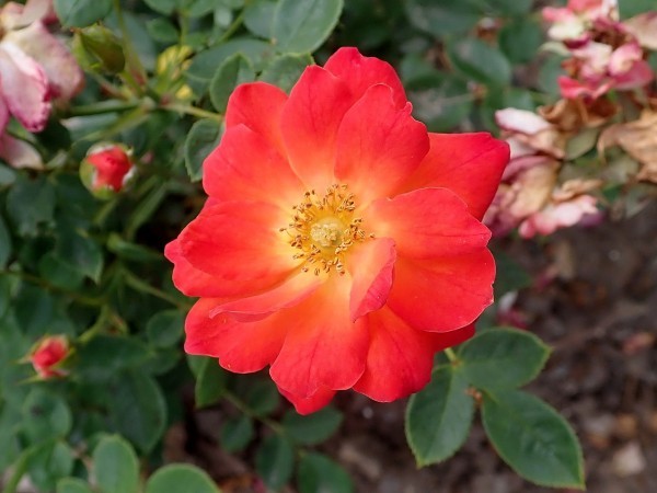 DARLING FLAME (miniature) | Garden Roses | Pococks Roses | The Cornish ...