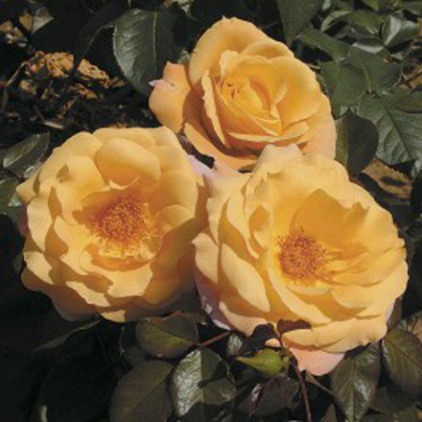 DELLA BALFOUR (climber) | Garden Roses | Pococks Roses | The Cornish ...
