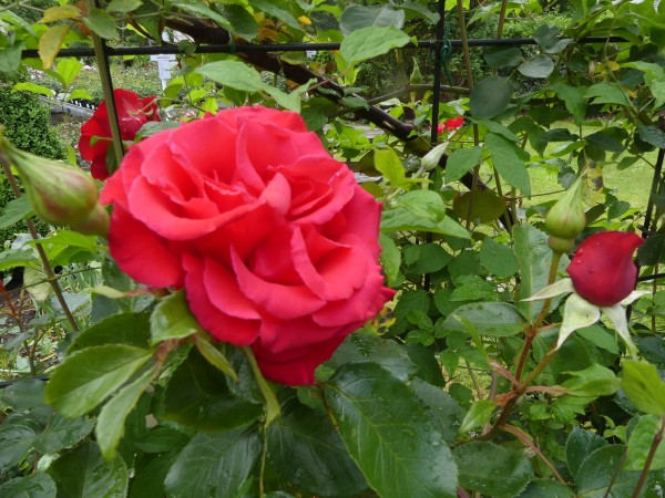 DIZZY HEIGHTS (climber) | Garden Roses | Pococks Roses | The Cornish ...