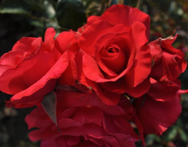 DIZZY HEIGHTS (climber) | Garden Roses | Pococks Roses | The Cornish ...