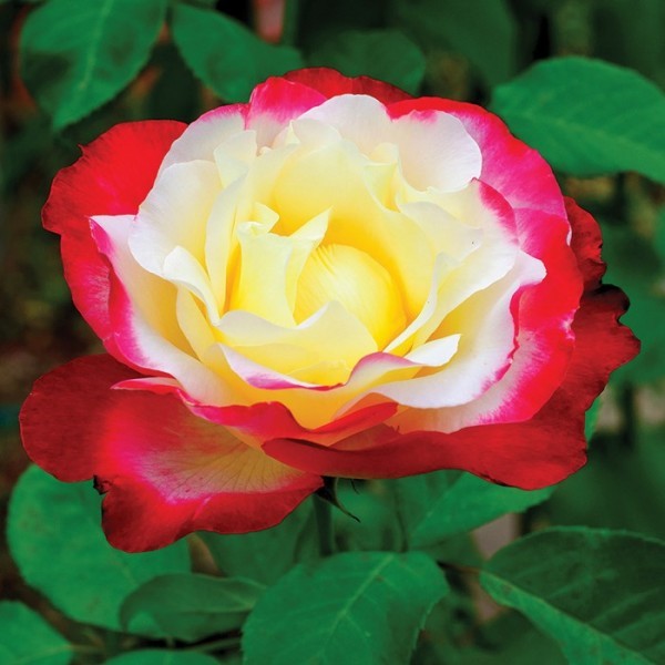 DOUBLE DELIGHT (hybrid tea) | Garden Roses | Pococks Roses | The ...