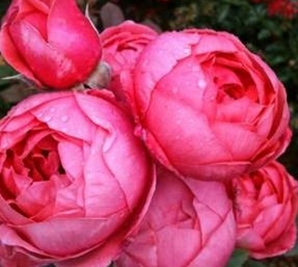 | Garden Roses | Pococks Roses | The Cornish Rose Company