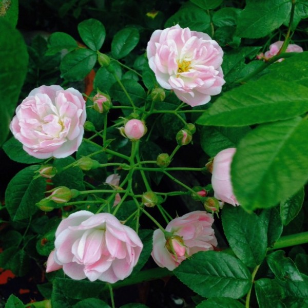 ETHEL (rambler) | Garden Roses | Pococks Roses | The Cornish Rose Company