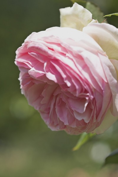 EDEN ROSE (climber) | Garden Roses | Pococks Roses | The Cornish Rose ...