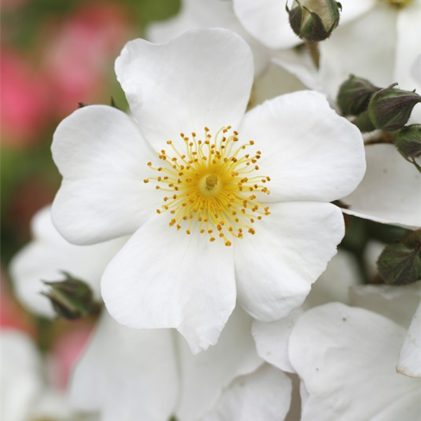 FRANCES E LESTER (rambler) | Garden Roses | Pococks Roses | The Cornish ...