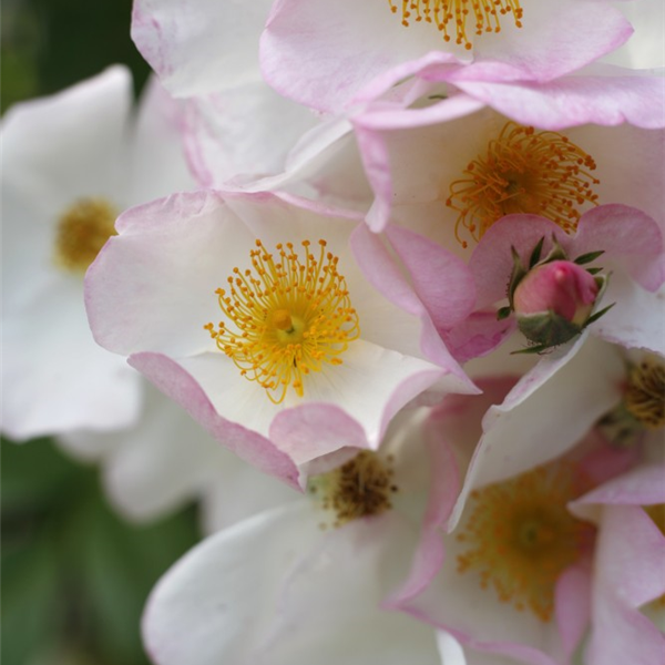 FRANCES E LESTER (rambler) | Garden Roses | Pococks Roses | The Cornish ...