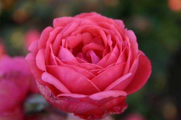 FRUITY PARFUMA (floribunda) | Garden Roses | Pococks Roses | The ...