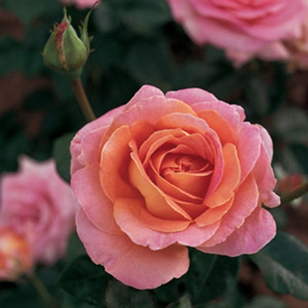 ELLE (hybrid tea) | Garden Roses | Pococks Roses | The Cornish Rose Company
