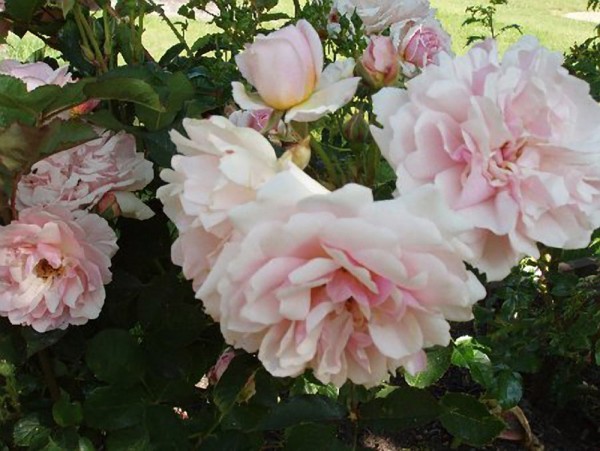 FELICIA (Hybrid Musk) | Garden Roses | Pococks Roses | The Cornish Rose ...