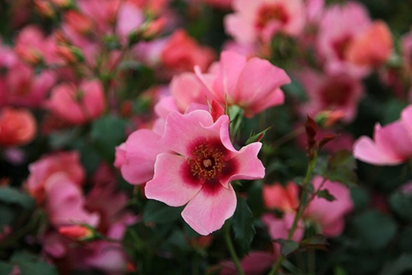 FOR YOUR EYES ONLY (floribunda) | Garden Roses | Pococks Roses | The ...