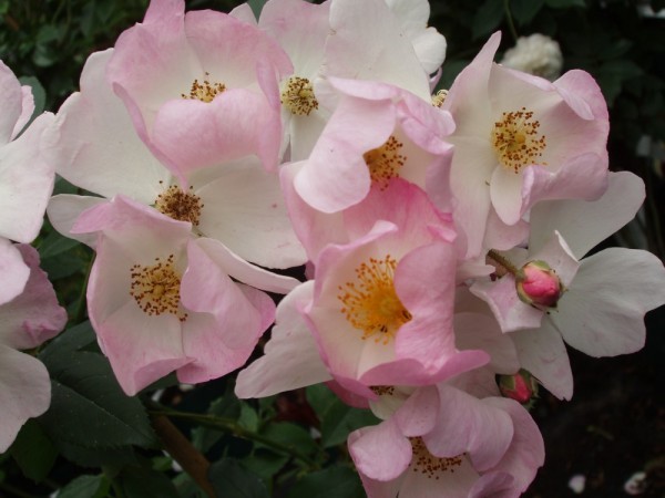FRANCES E LESTER (rambler) | Garden Roses | Pococks Roses | The Cornish ...