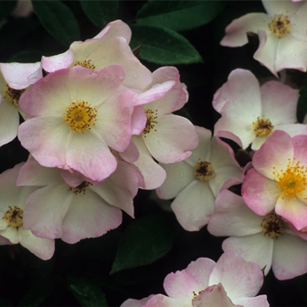 FRANCES E LESTER (rambler) | Garden Roses | Pococks Roses | The Cornish ...