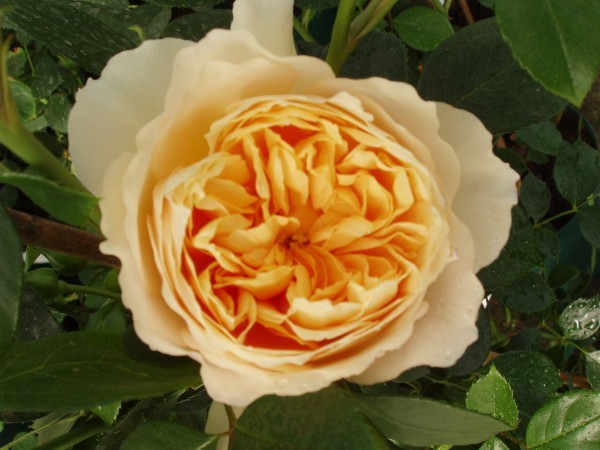| Garden Roses | Pococks Roses | The Cornish Rose Company