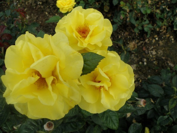 GOLDEN SHOWERS (climber) | Garden Roses | Pococks Roses | The Cornish ...