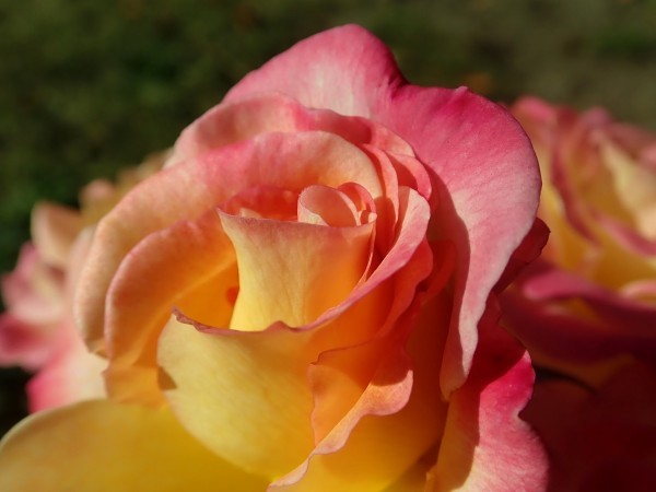 GORGEOUS (hybrid tea) | Garden Roses | Pococks Roses | The Cornish Rose ...