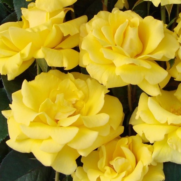 | Garden Roses | Pococks Roses | The Cornish Rose Company