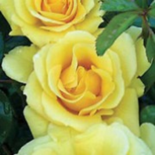 | Garden Roses | Pococks Roses | The Cornish Rose Company