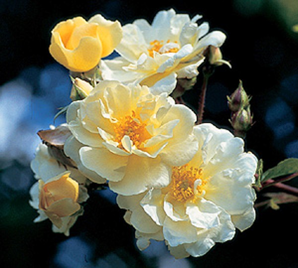 GOLDFINCH (rambler) | Garden Roses | Pococks Roses | The Cornish Rose ...