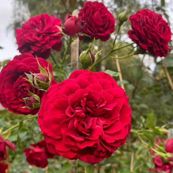 GRAND AWARD (climber) | Garden Roses | Pococks Roses | The Cornish Rose ...
