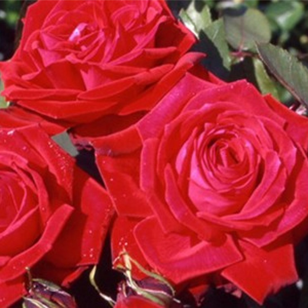 HAPPY RUBY WEDDING (hybrid tea) | Garden Roses | Pococks Roses | The ...