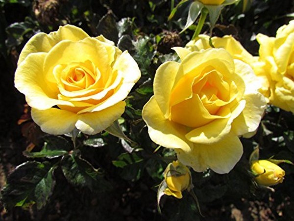 HAPPY GOLDEN WEDDING (floribunda) | Garden Roses | Pococks Roses | The ...