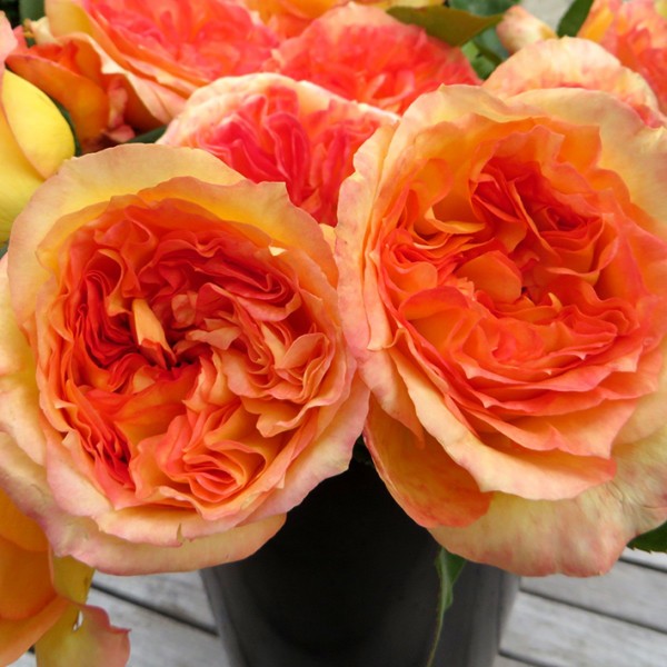 HENRI DELBARD (hybrid tea) | Garden Roses | Pococks Roses | The Cornish ...