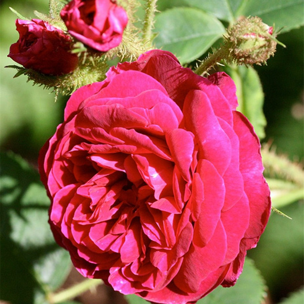 | Garden Roses | Pococks Roses | The Cornish Rose Company