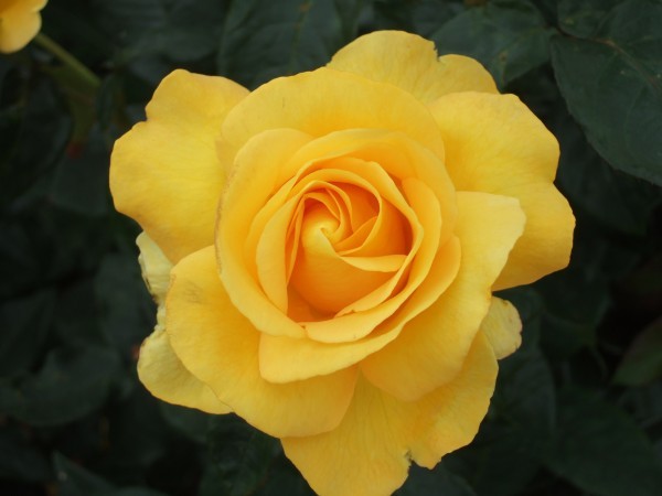 KEEP SMILING (hybrid tea) | Garden Roses | Pococks Roses | The Cornish ...