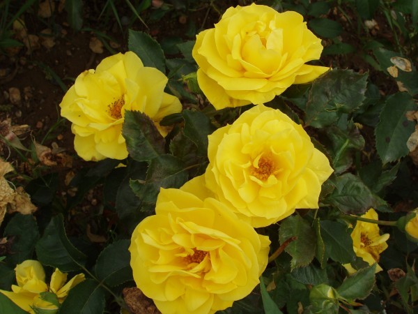 KORRESIA (floribunda) | Garden Roses | Pococks Roses | The Cornish Rose ...
