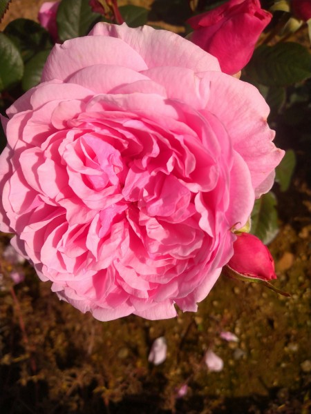 LUCY IN THE SKY (climber) | Garden Roses | Pococks Roses | The Cornish ...