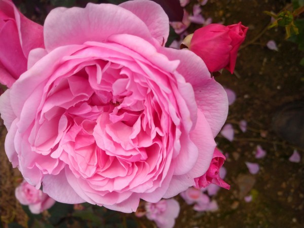 LUCY IN THE SKY (climber) | Garden Roses | Pococks Roses | The Cornish ...