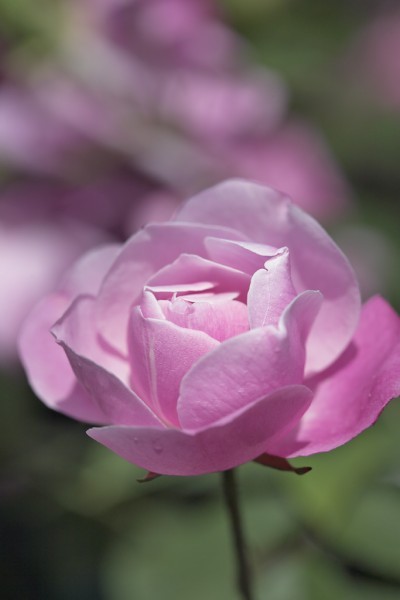 LA REINE VICTORIA (Bourbon) | Garden Roses | Pococks Roses | The ...