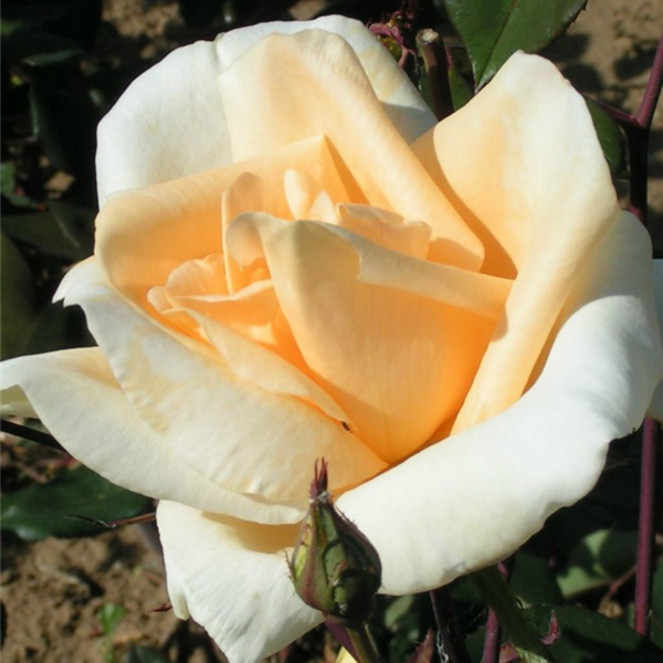 LADY HILLINGDON (climber) | Garden Roses | Pococks Roses | The Cornish ...