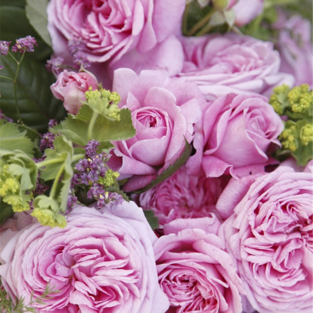| Garden Roses | Pococks Roses | The Cornish Rose Company