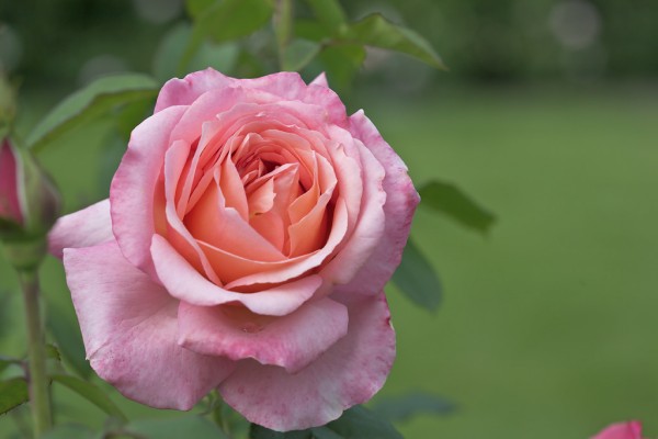 LOVELY LADY (hybrid tea) | Garden Roses | Pococks Roses | The Cornish ...