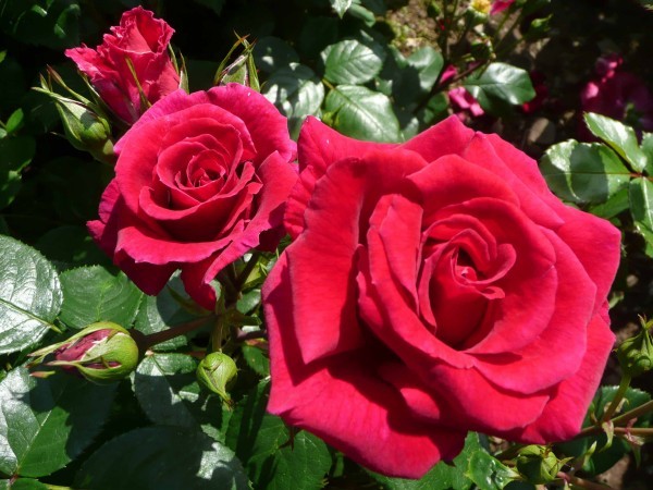 | Garden Roses | Pococks Roses | The Cornish Rose Company