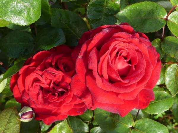 INGRID BERGMAN (hybrid tea) | Garden Roses | Pococks Roses | The ...