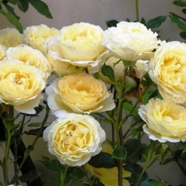 IRISH HOPE (floribunda) | Garden Roses | Pococks Roses | The Cornish ...