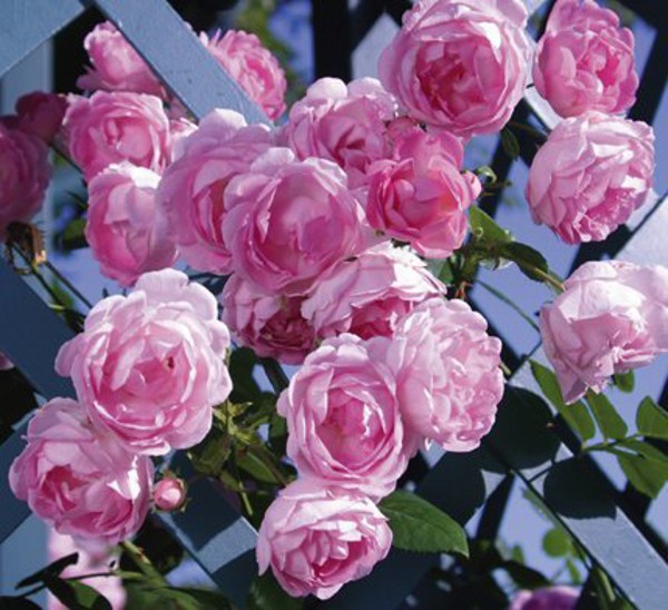 JASMINA (climber) | Garden Roses | Pococks Roses | The Cornish Rose Company