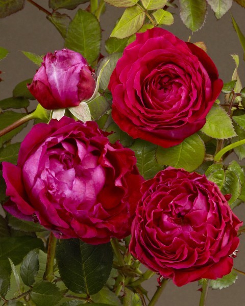 KATHERINE (hybrid tea) | Garden Roses | Pococks Roses | The Cornish ...