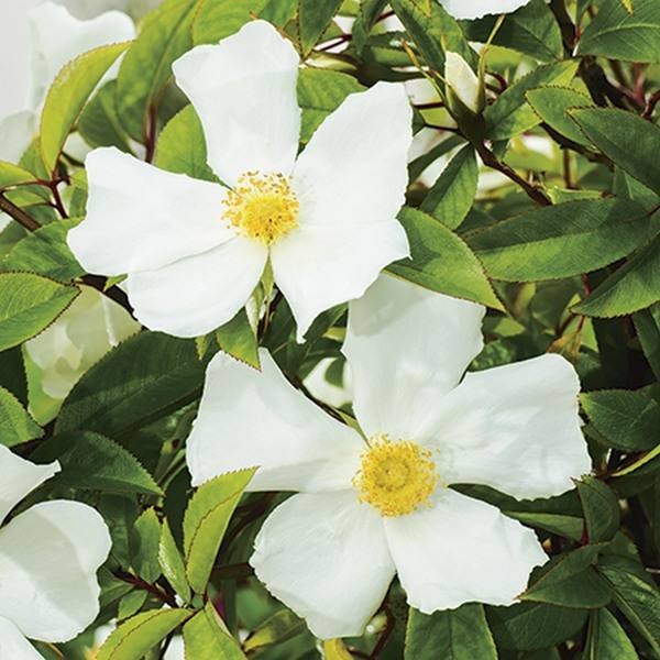 KIFTSGATE (rambler) | Garden Roses | Pococks Roses | The Cornish Rose ...