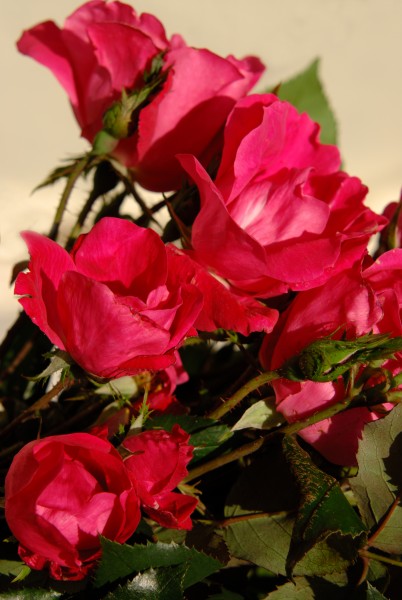 KNOCKOUT (shrub) | Garden Roses | Pococks Roses | The Cornish Rose Company