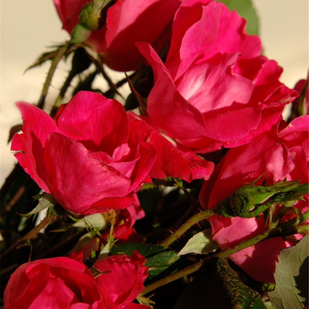 KNOCKOUT (shrub) | Garden Roses | Pococks Roses | The Cornish Rose Company