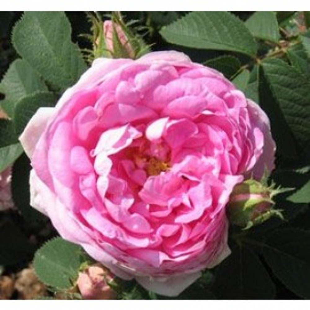 KONIGIN VON DENMARK (Historic) | Garden Roses | Pococks Roses | The ...