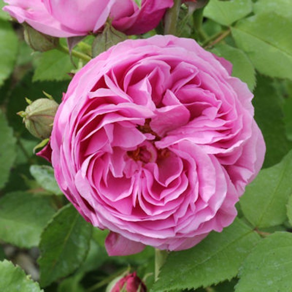 LA REINE VICTORIA (Bourbon) | Garden Roses | Pococks Roses | The ...