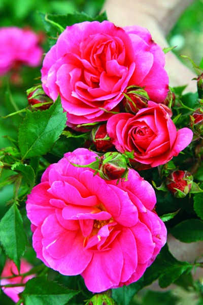 LANCASHIRE (Ground cover) | Garden Roses | Pococks Roses | The Cornish ...