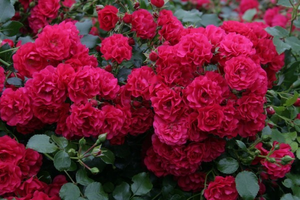 LANCASHIRE (Ground cover) | Garden Roses | Pococks Roses | The Cornish ...