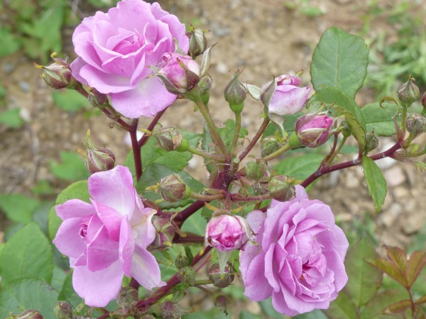 LILAC BOUQUET (climber) | Garden Roses | Pococks Roses | The Cornish ...