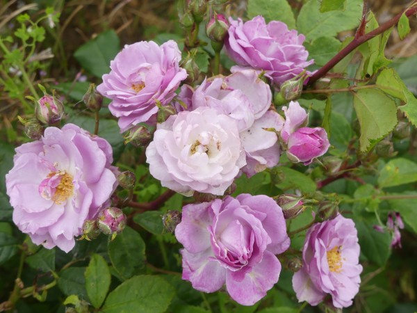 LILAC BOUQUET (climber) | Garden Roses | Pococks Roses | The Cornish ...
